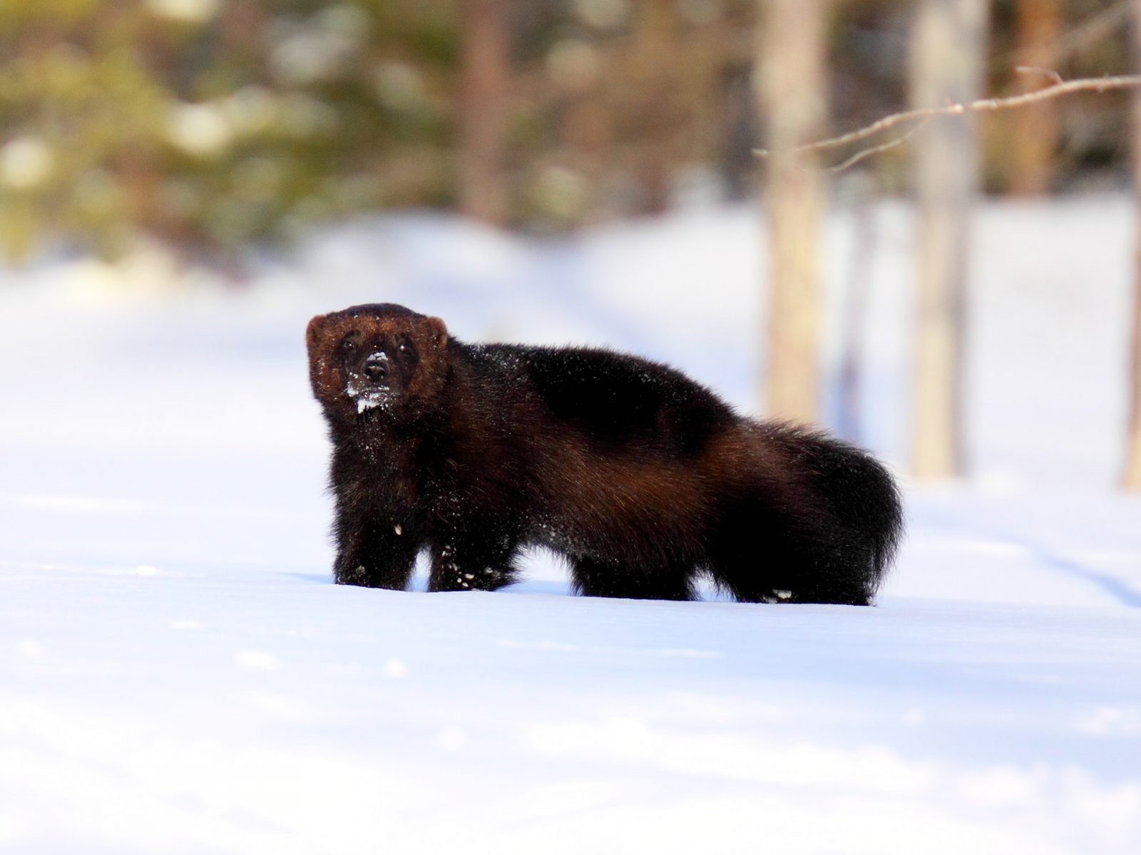 Nordic species - Bear Centre