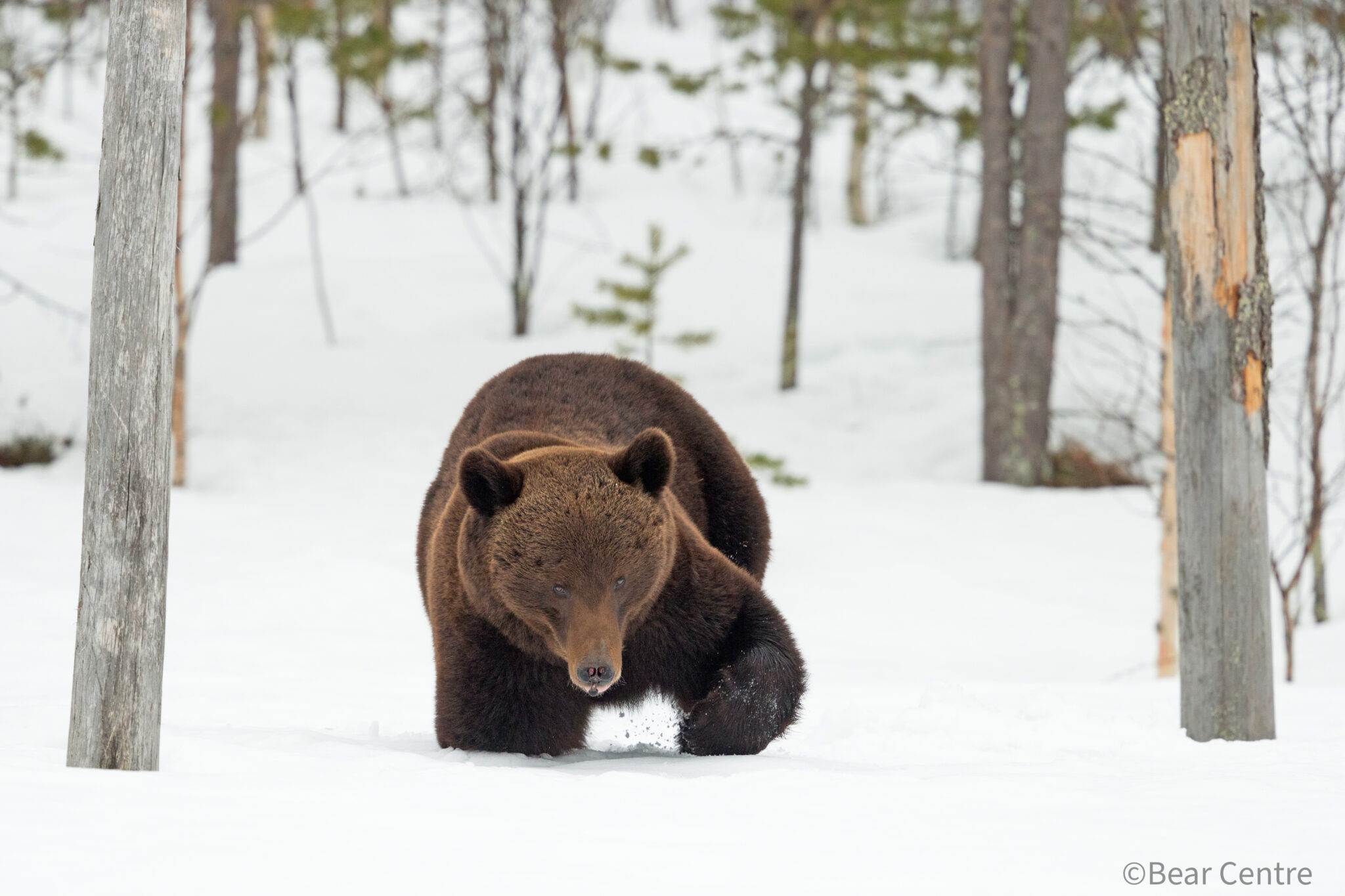 Unique Wildlife Experience to Remember - Bear Centre